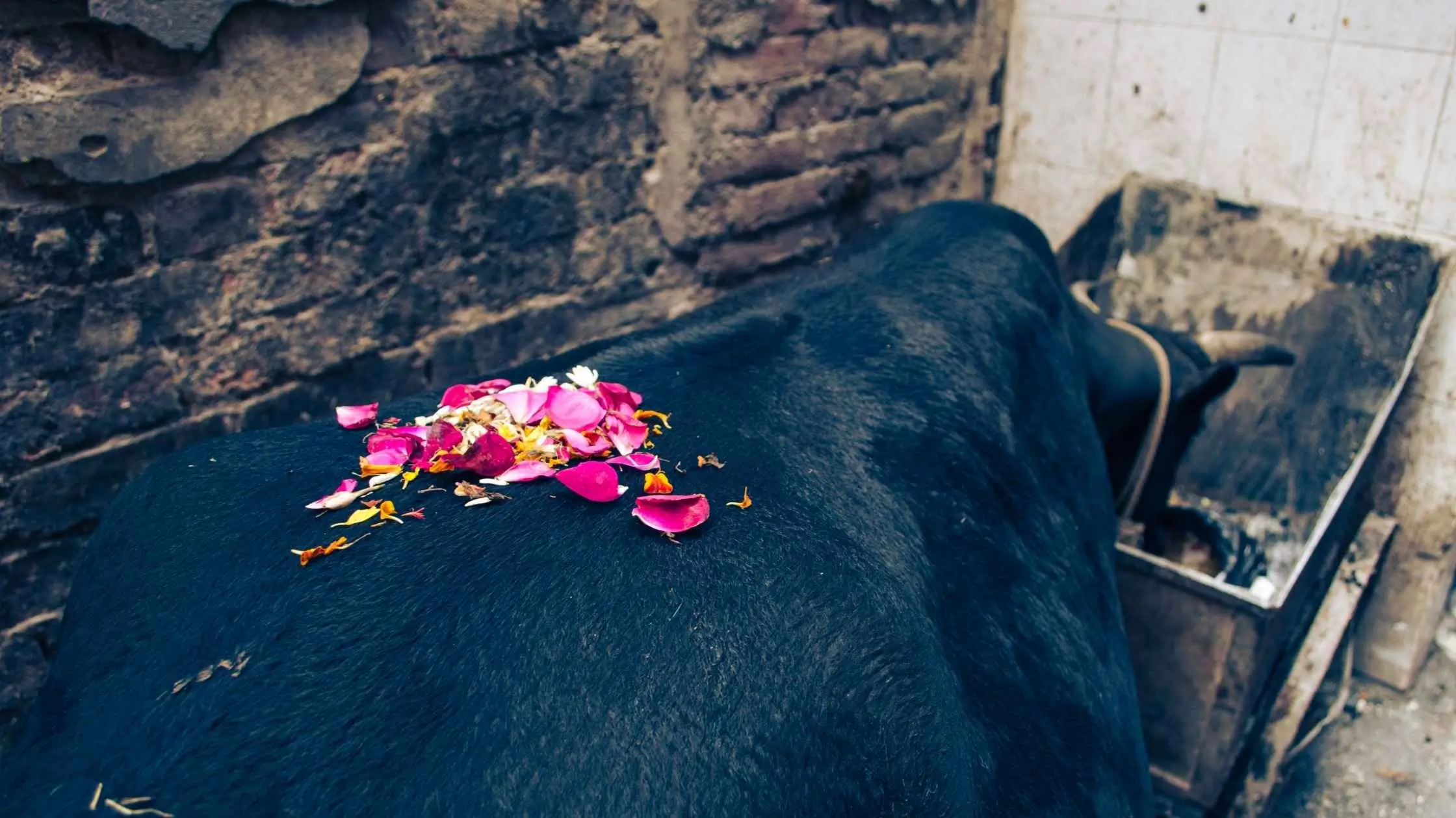 Why Do Hindus Worship the Cow? - World Hindulogy